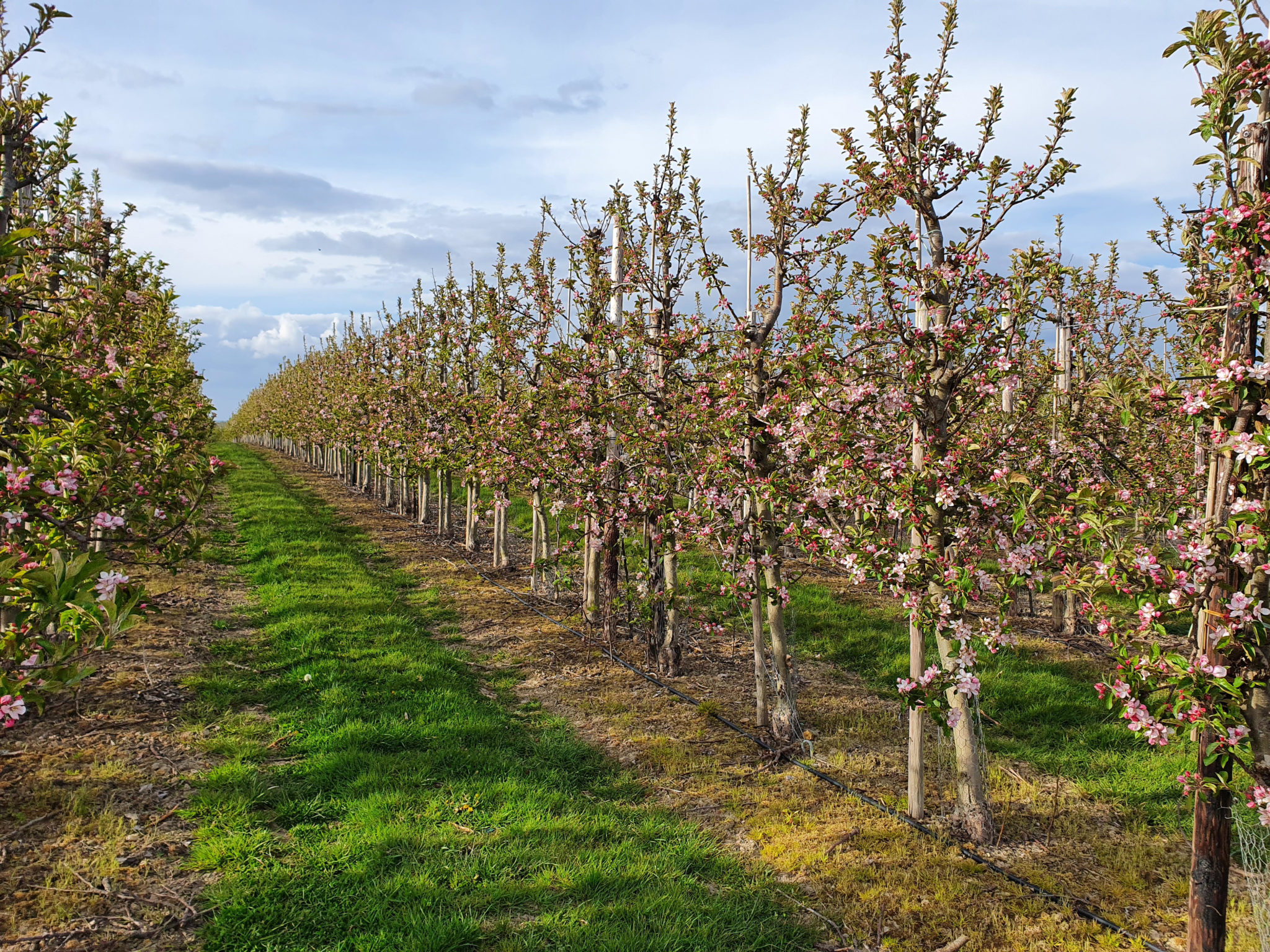 Blossom Farm Walk 2021 - Charrington's Drinks